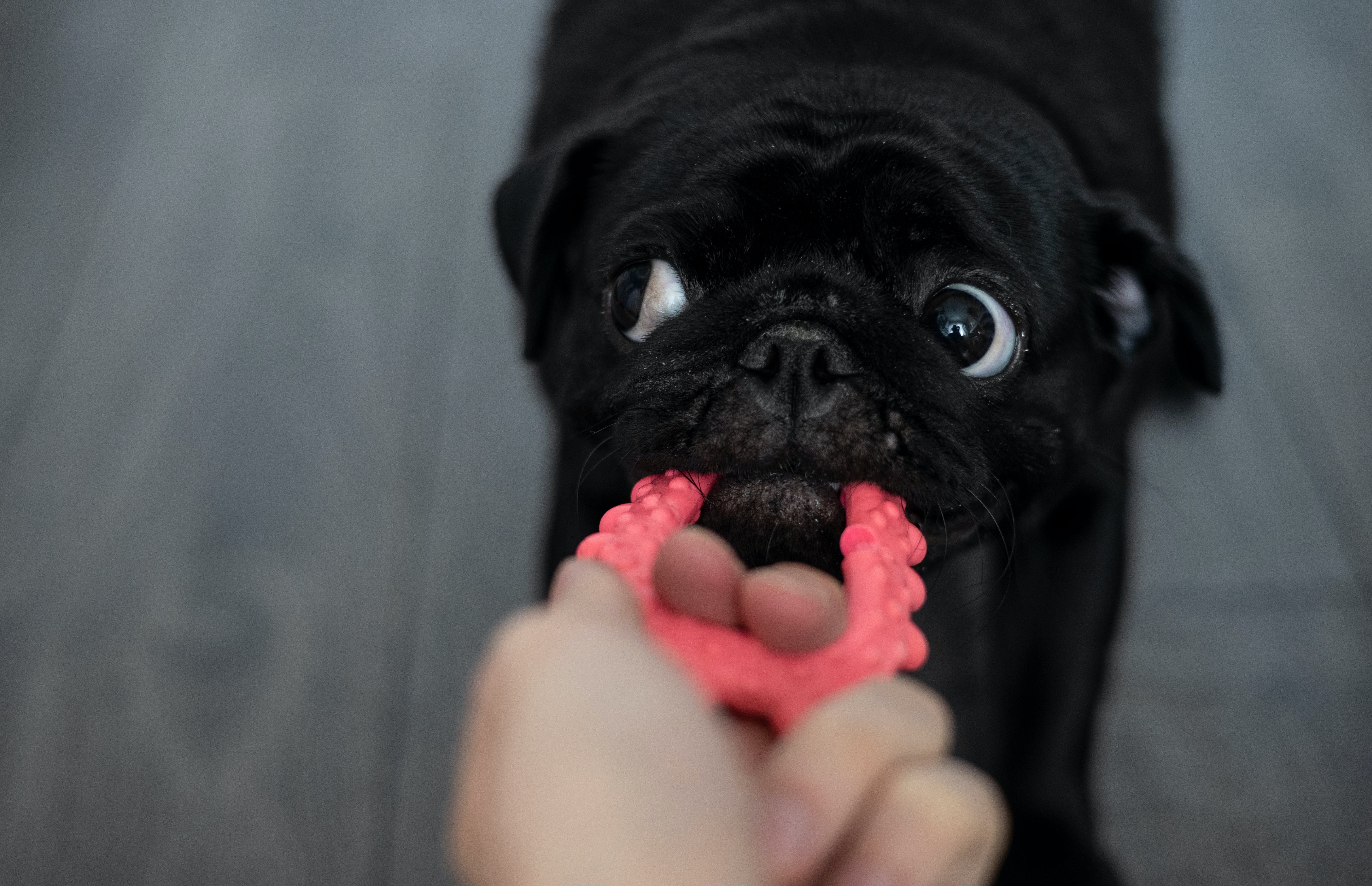 "Paws and Play: Unleashing the Ultimate Guide to Dog Toys" – LemuriaWorld